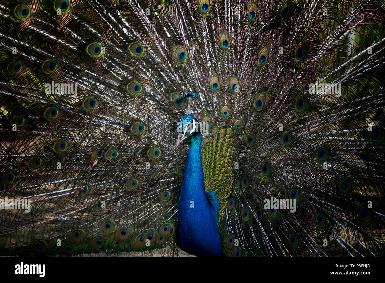 Peacock vector hi-res stock photography and images - Alamy