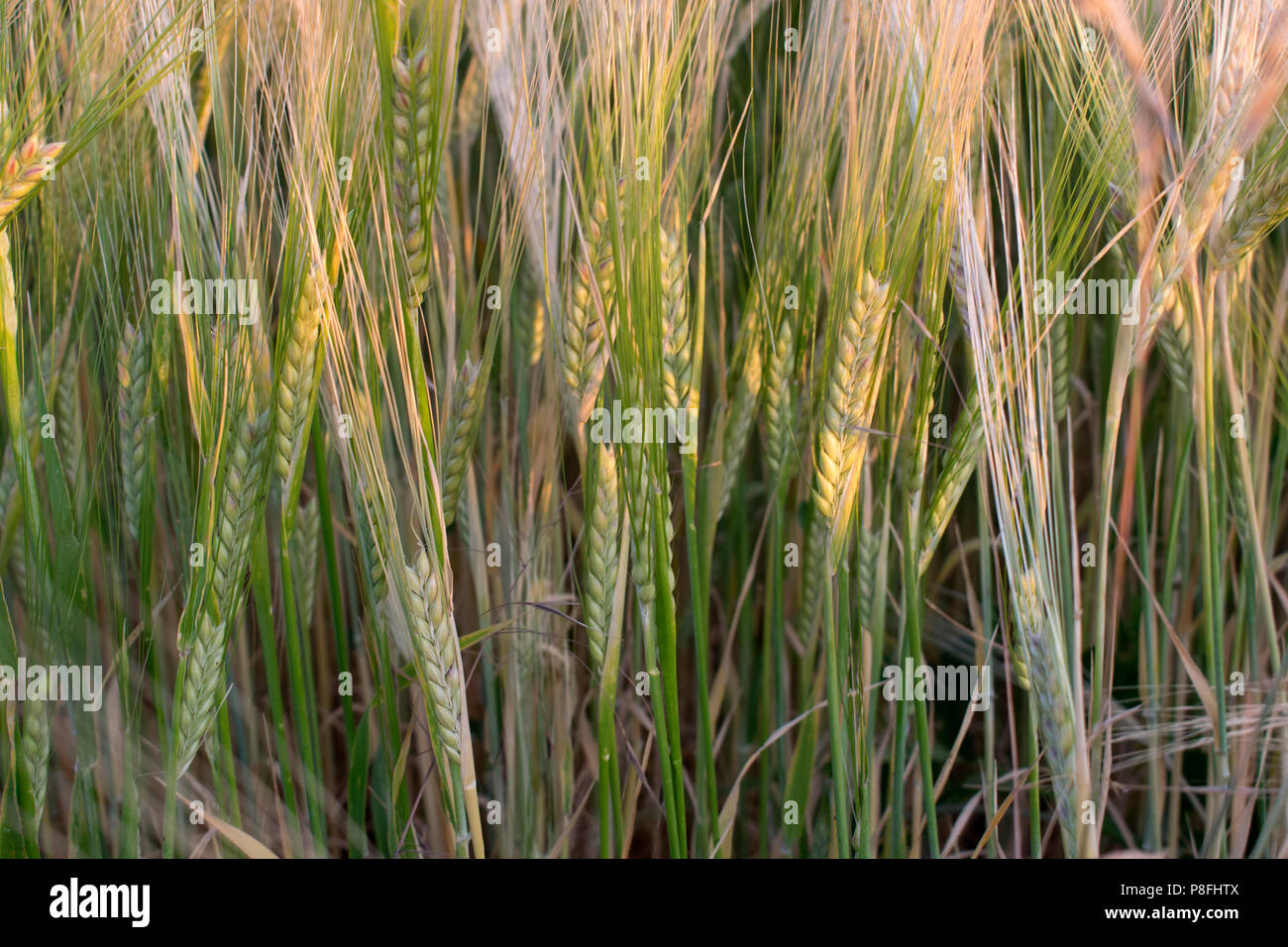 Barley cereal farming hi-res stock photography and images - Alamy