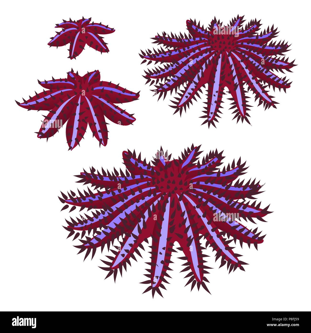 The growth stage of crown of thorns starfish or seastar or Acanthaster ...