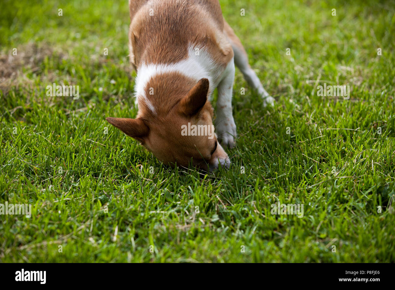 Why Does My Dog Keep Rubbing His Head On The Floor at Hazel Barrett blog