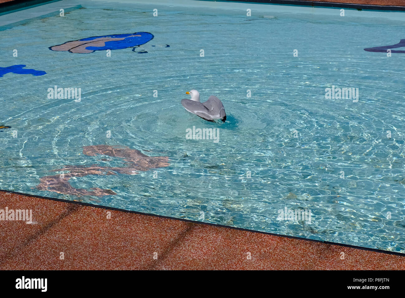 Seagulls swimming in a children paddling pool at Beaumaris North Wales ...
