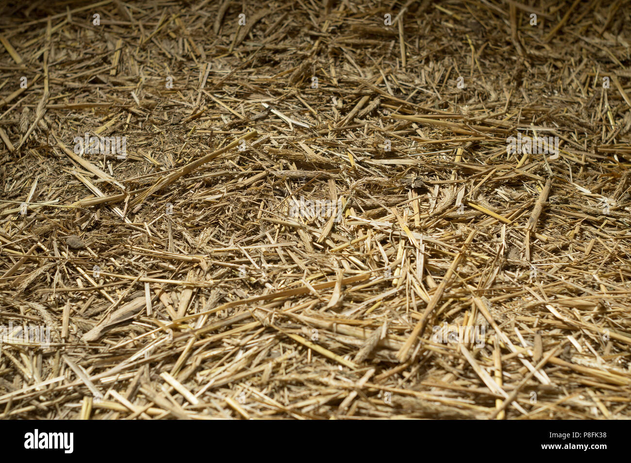 Background of chopped straw spread on the ground Stock Photo - Alamy