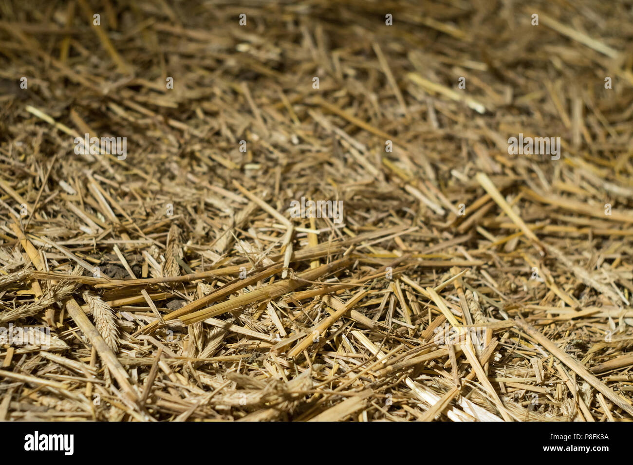 Chopped hay hi-res stock photography and images - Alamy