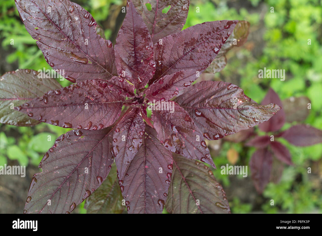 Plant of amaranth. Useful organic food. Valuable food crop with ...