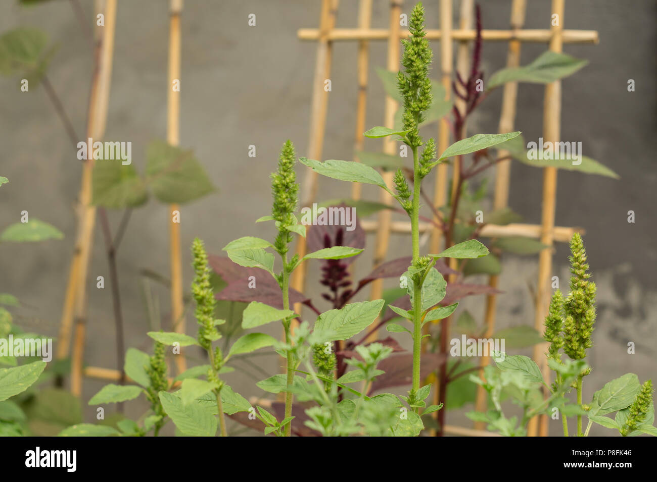 Green amaranth. Useful organic food. Valuable food crop with squalene ...