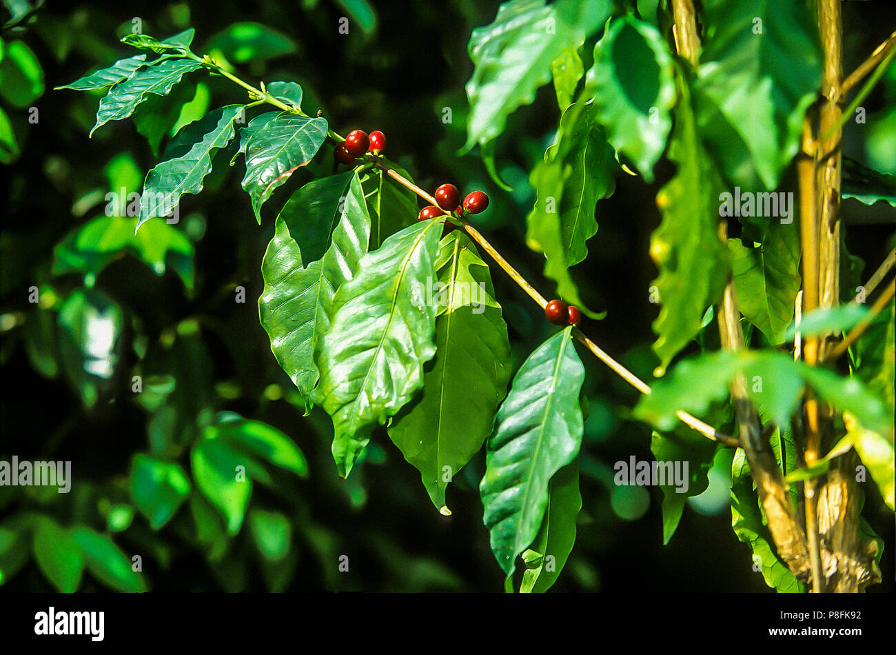 Arabica Coffee , Plants and Fruits Stock Photo - Alamy