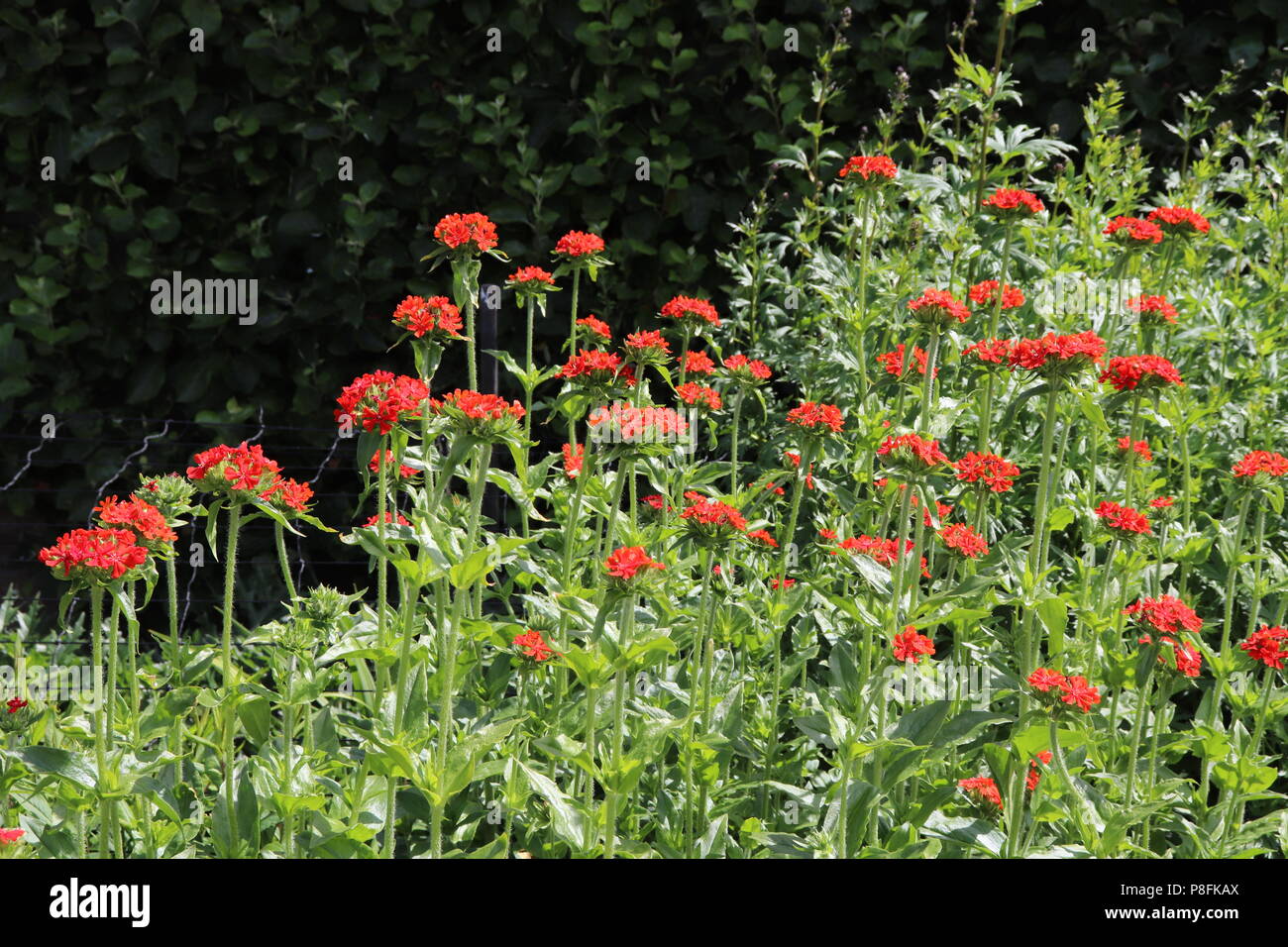 Colourful flowers growing outside in summer Stock Photo - Alamy