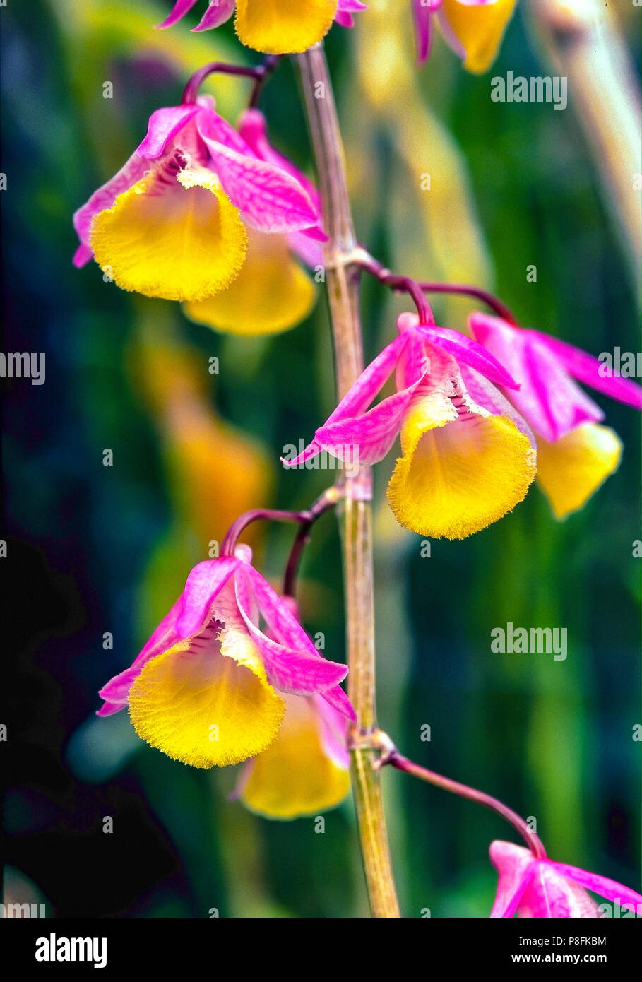 Dendrobi hi-res stock photography and images - Alamy