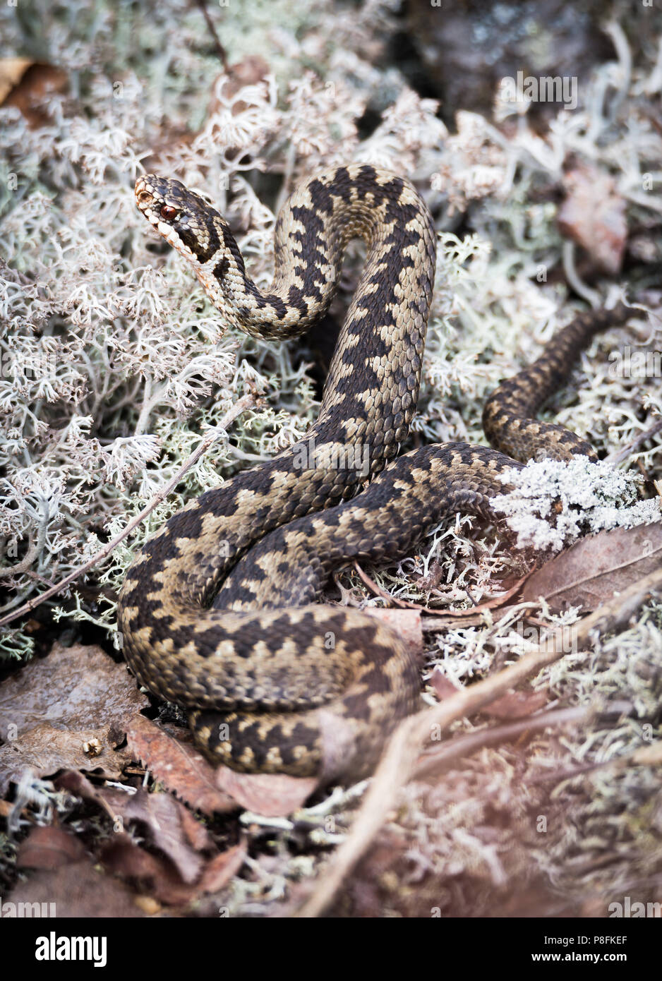 Viperinae hi-res stock photography and images - Alamy