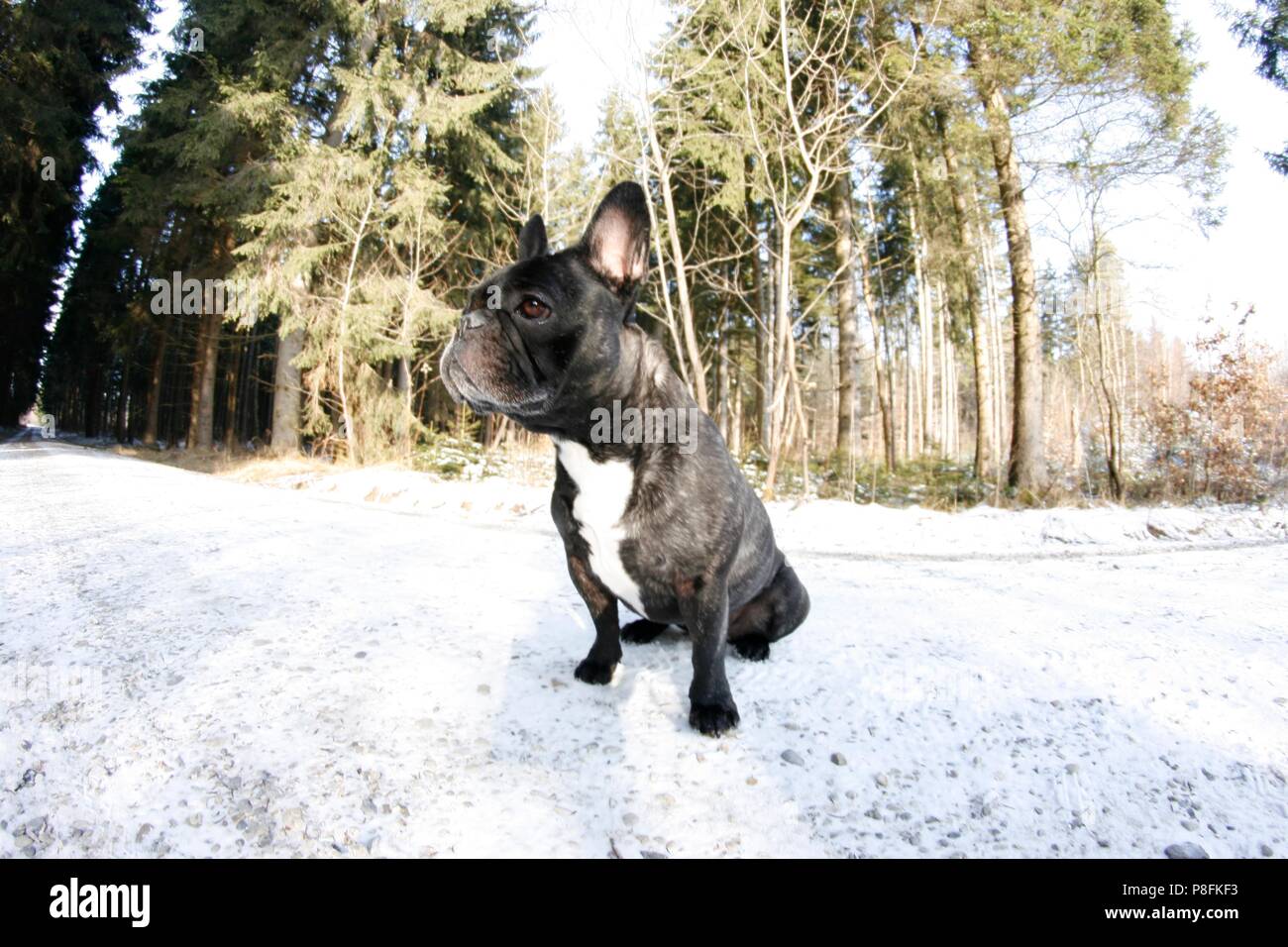 Dog on snow covered street hi-res stock photography and images - Alamy