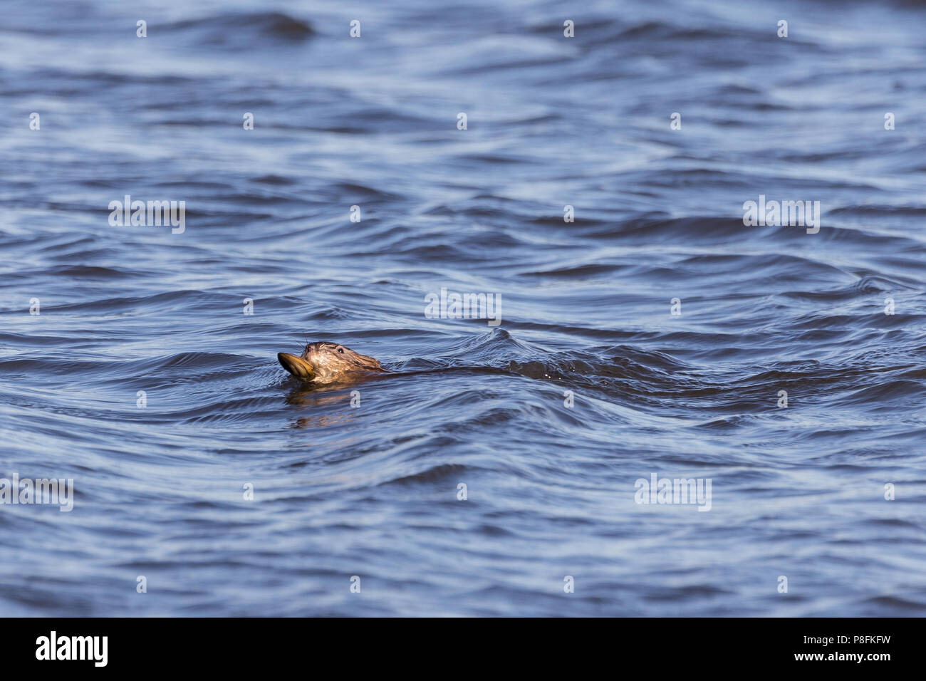 Clam Swimming High Resolution Stock Photography and Images - Alamy