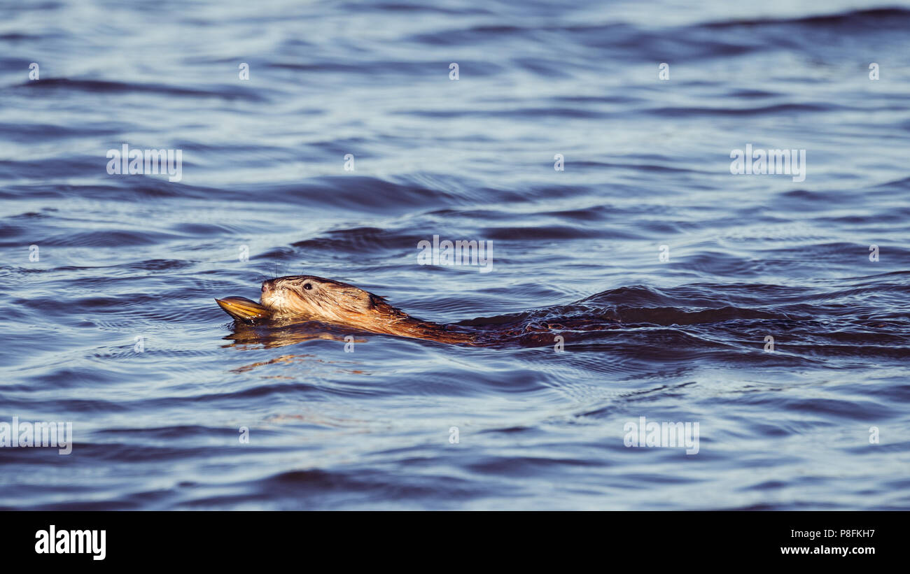 Muskrat (ondatra zibethicus) swimming mussel in mouth, Finland Stock ...