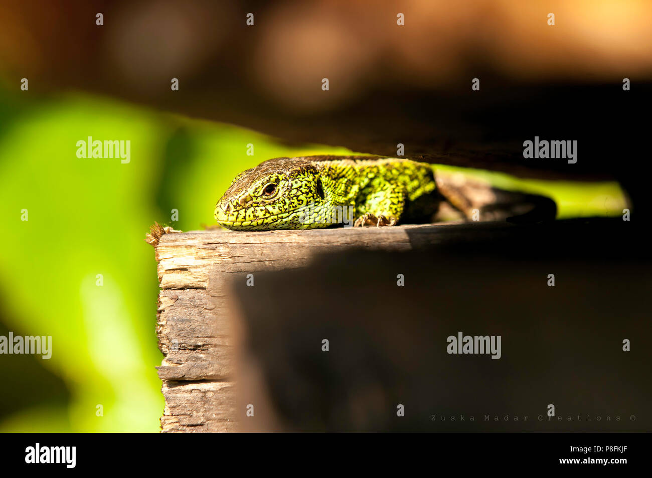 Lying on wood hi-res stock photography and images - Alamy