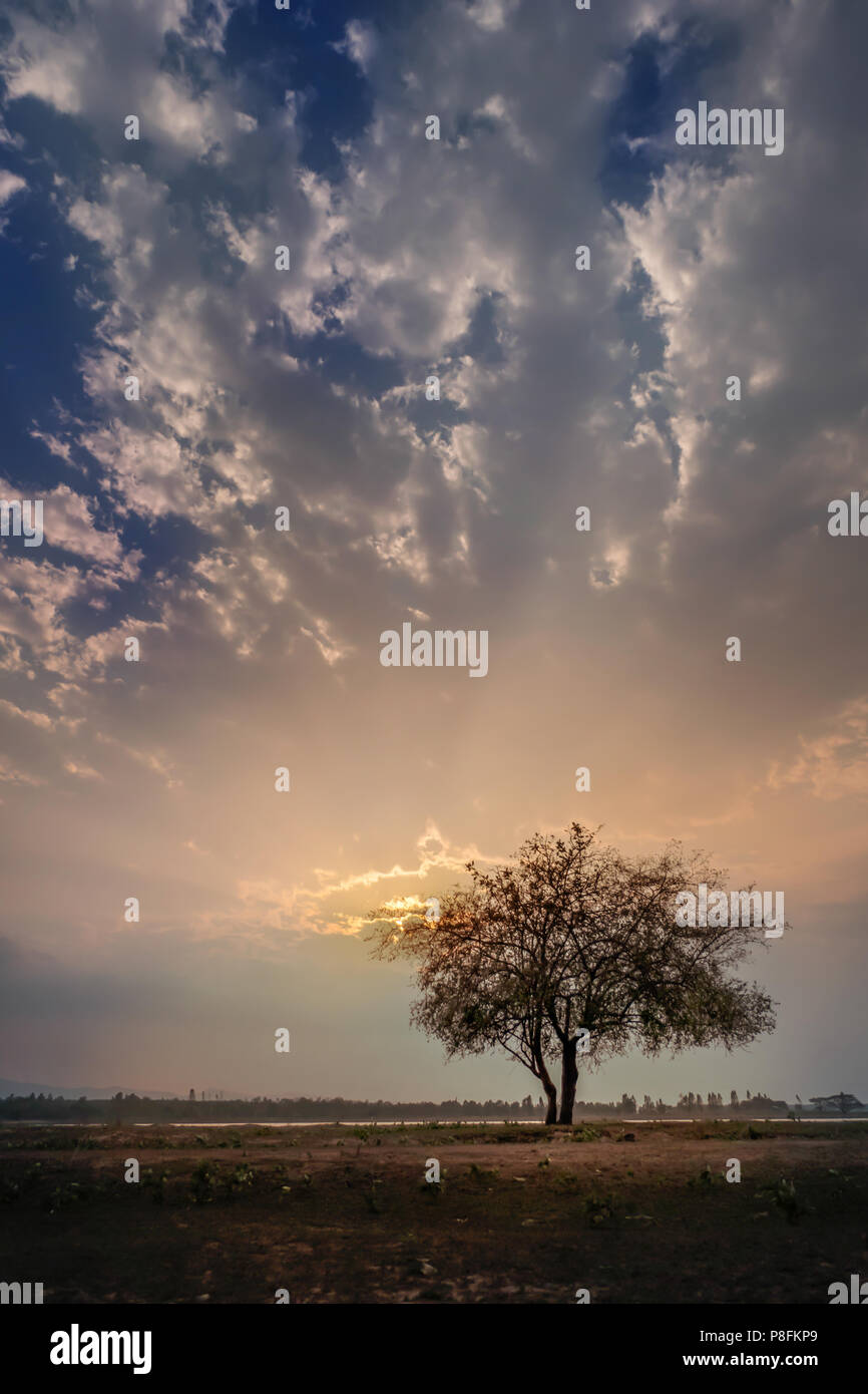 Beautiful scence of big tree with leaves at sunset sky with clouds ...