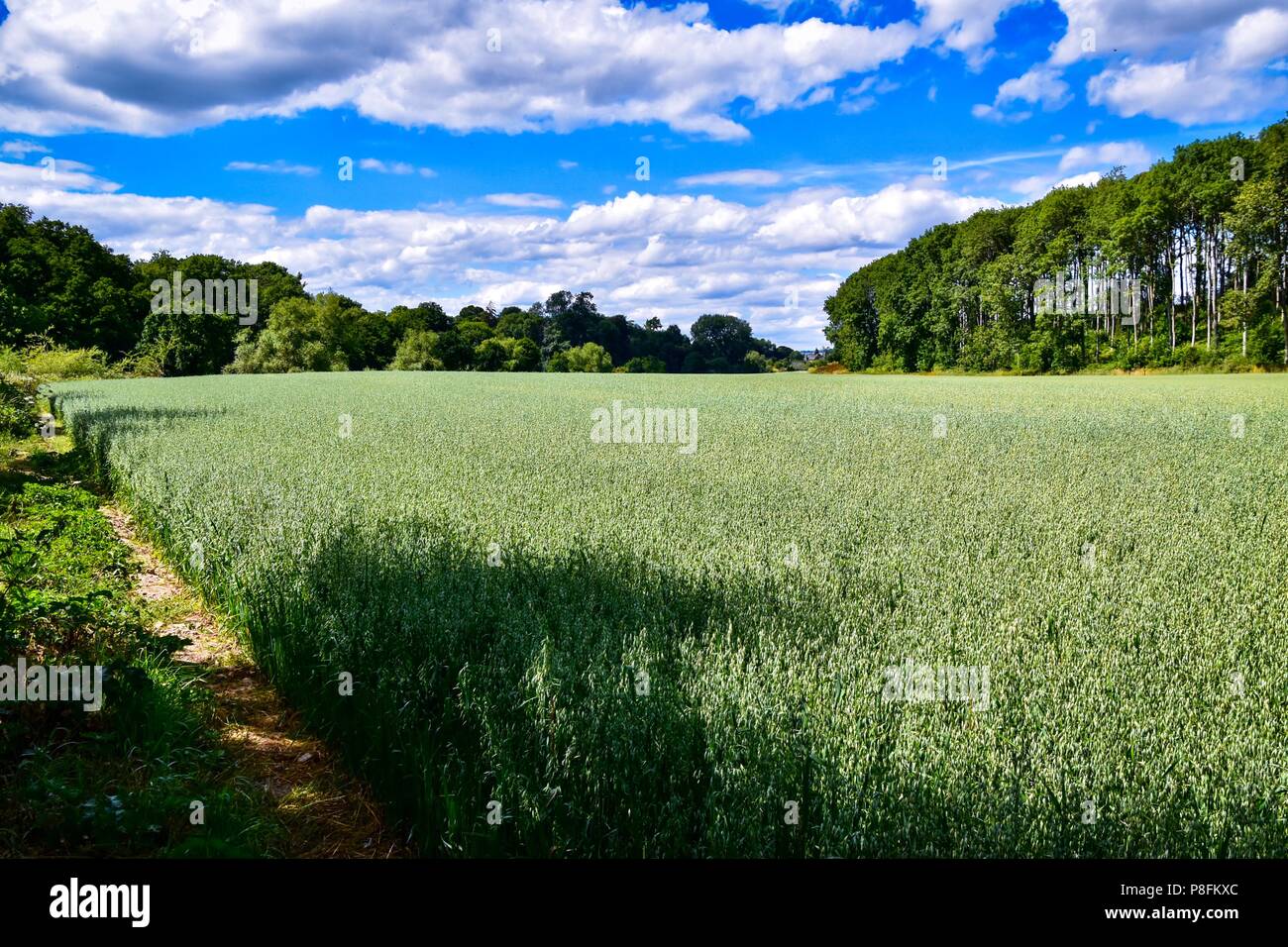 Brobury oat crop hi-res stock photography and images - Alamy