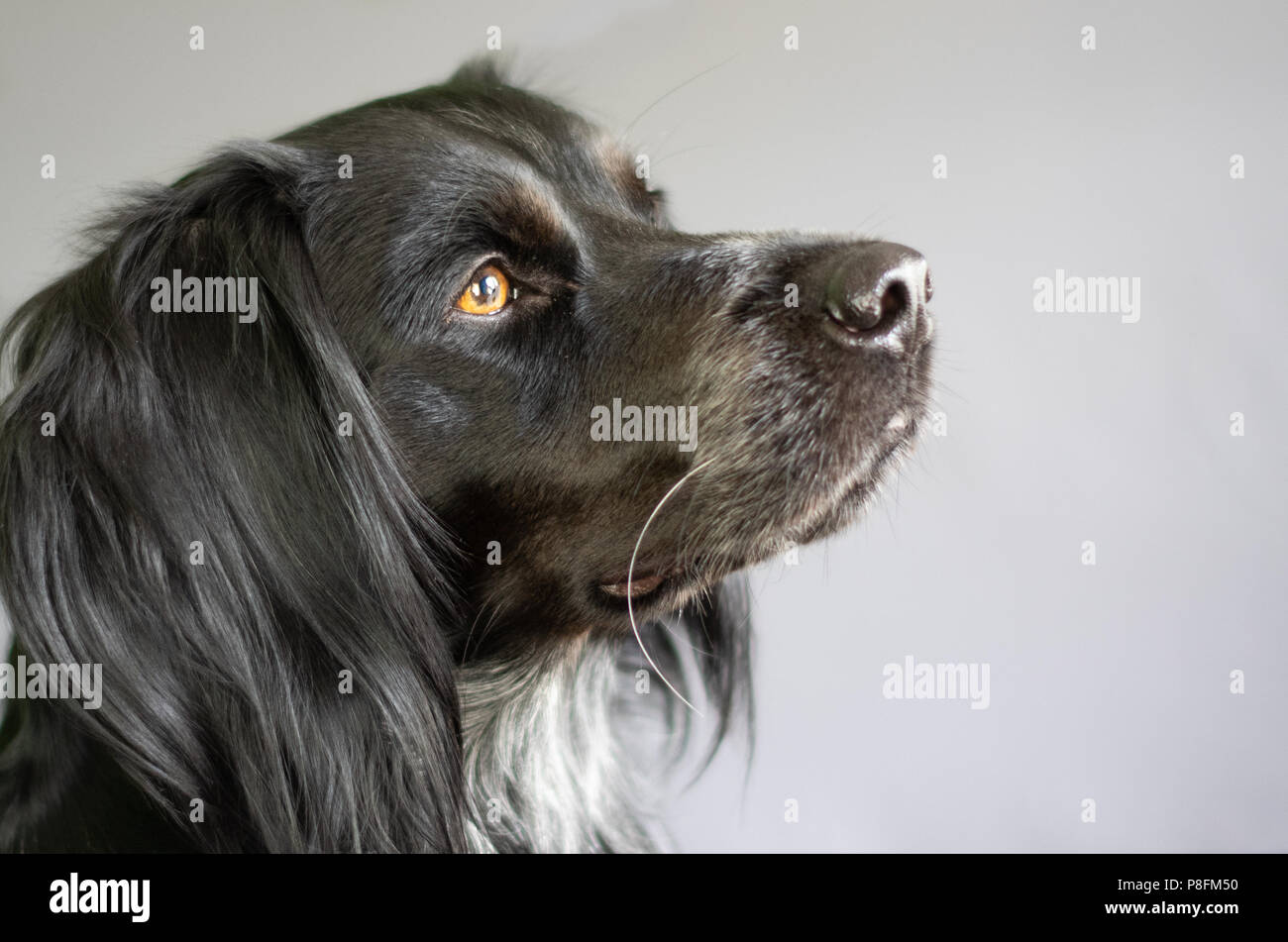 Sweet black and silver Spaniel side profile wide Stock Photo - Alamy