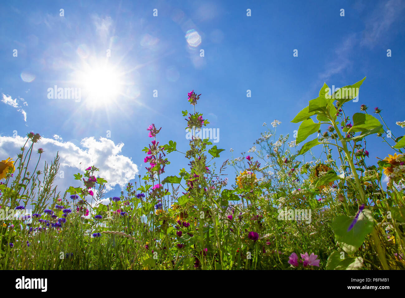 Flower field in summer Stock Photo - Alamy