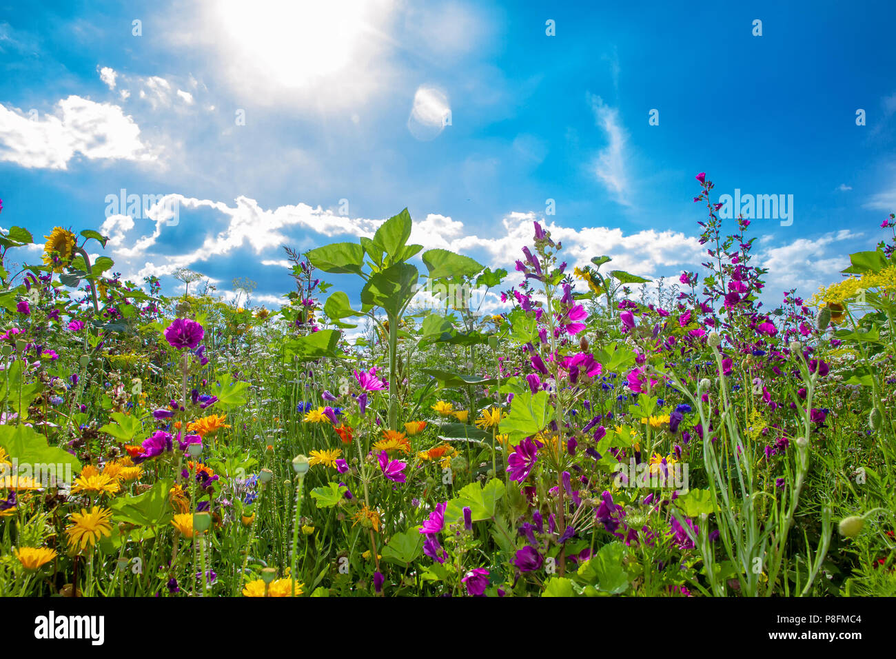 Flower field in summer Stock Photo - Alamy