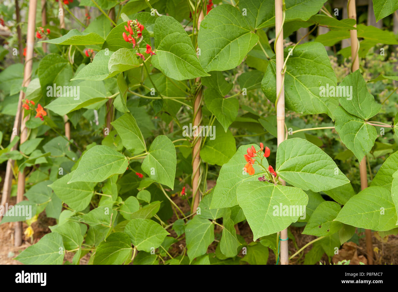 Typical bamboo struck haphazardly growing young runner bean plants with ...