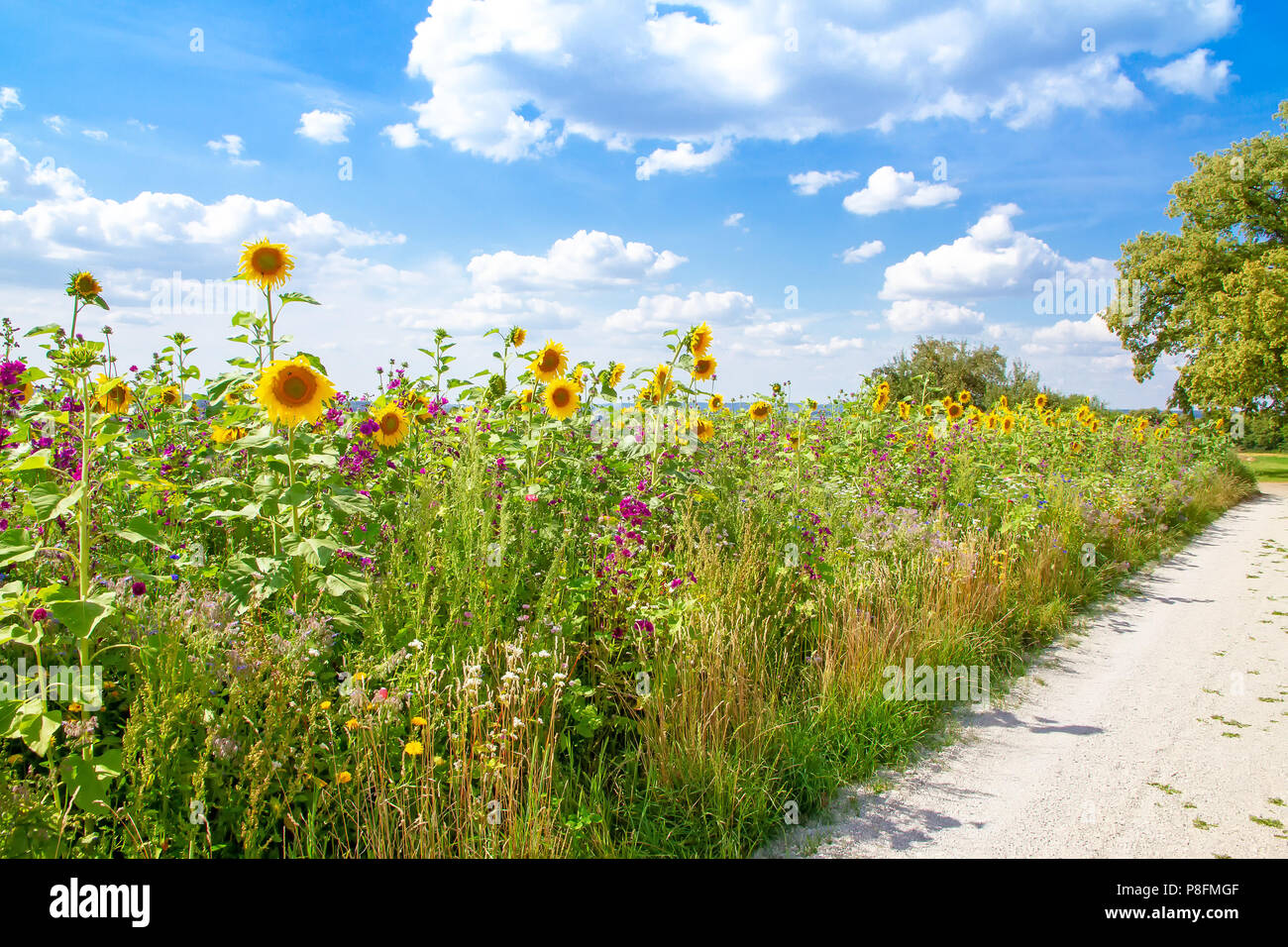 Flower field in summer Stock Photo - Alamy
