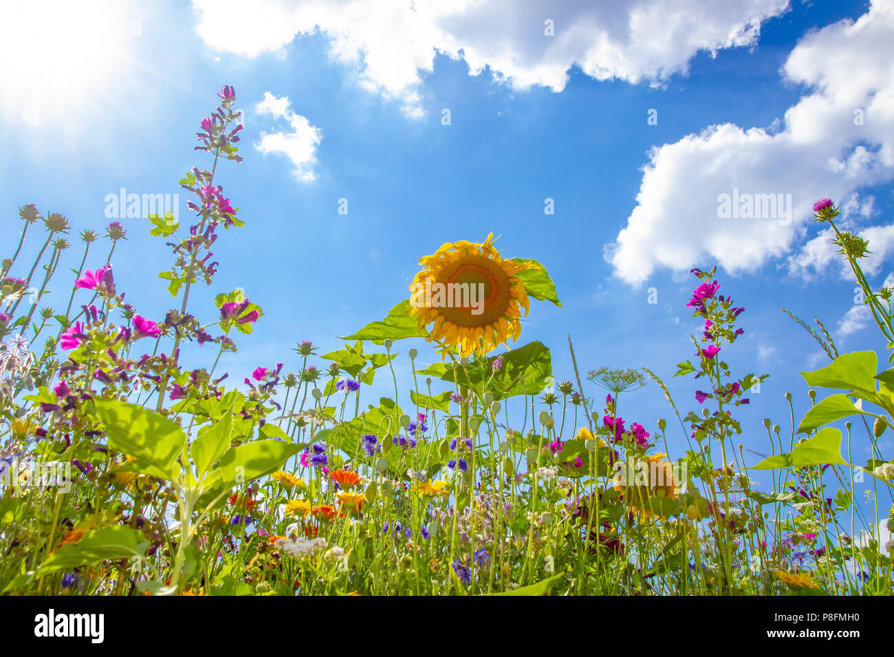 Flower field in summer Stock Photo - Alamy