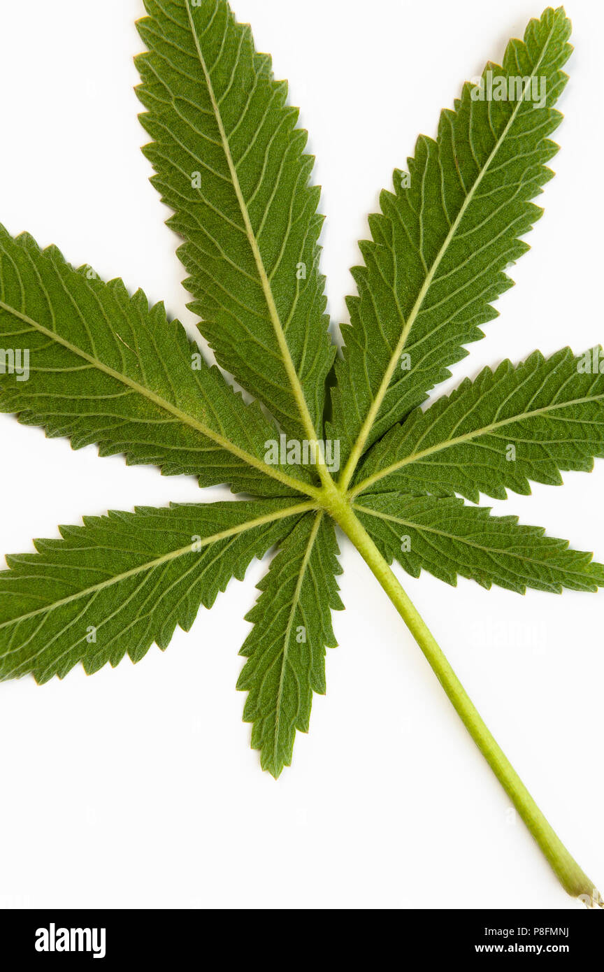 Cannabis indica growing by accident in garden a fan like leaf for ...