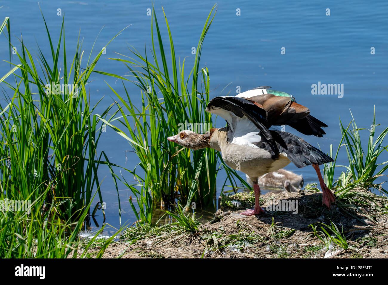 Adult Egyptian Goose stretching with back right leg stretched out and ...