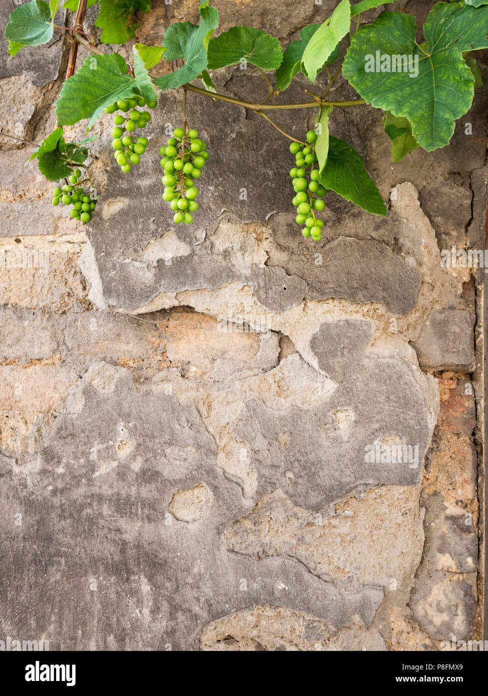 Young grapevine in spring hi-res stock photography and images - Alamy