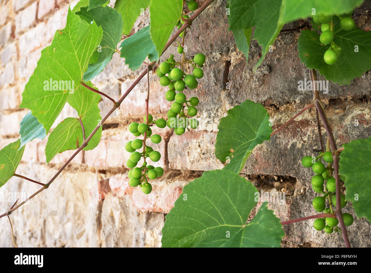 Young grapevine in spring hi-res stock photography and images - Alamy