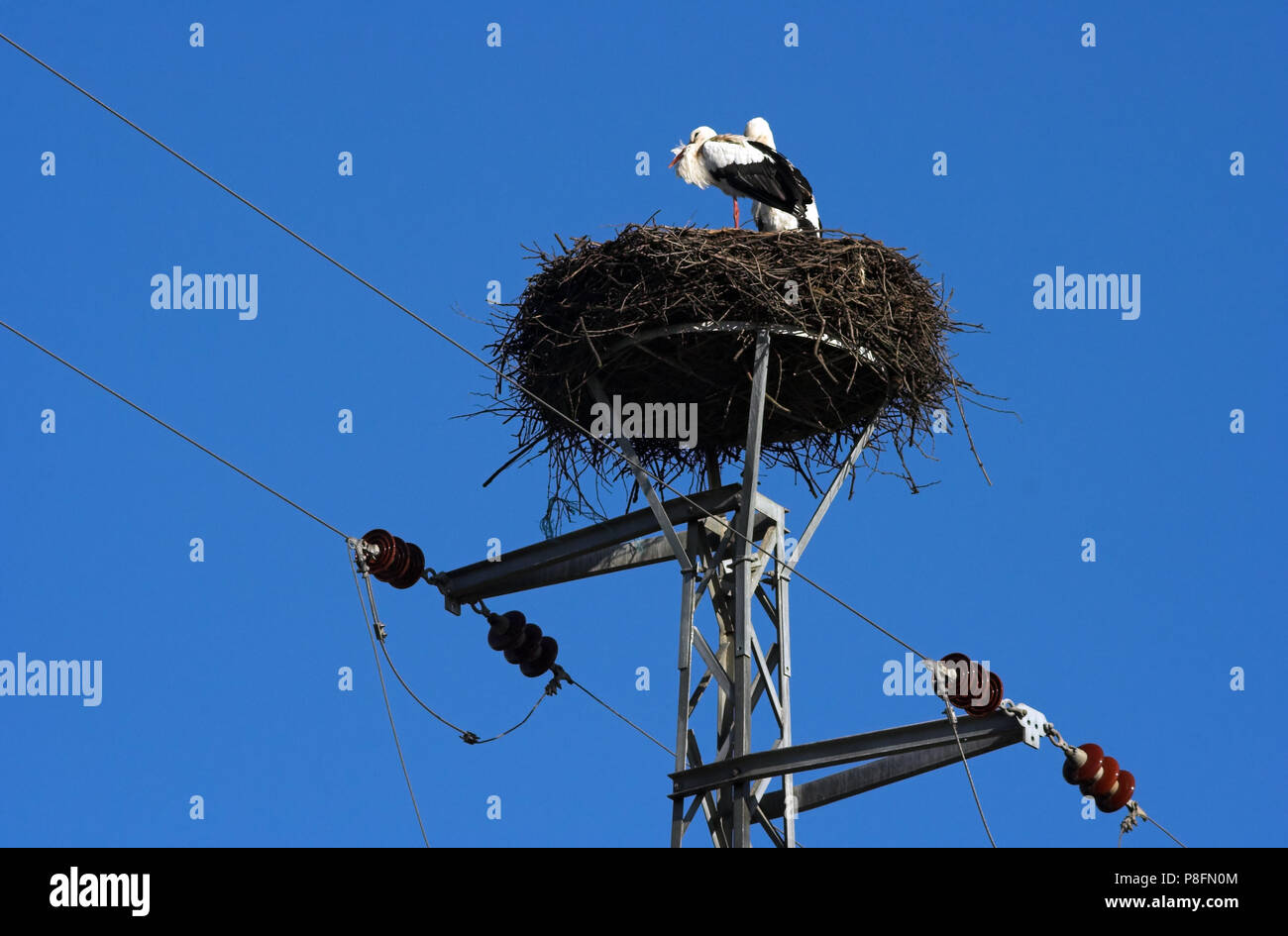 Destroyed bird nest hi-res stock photography and images - Alamy