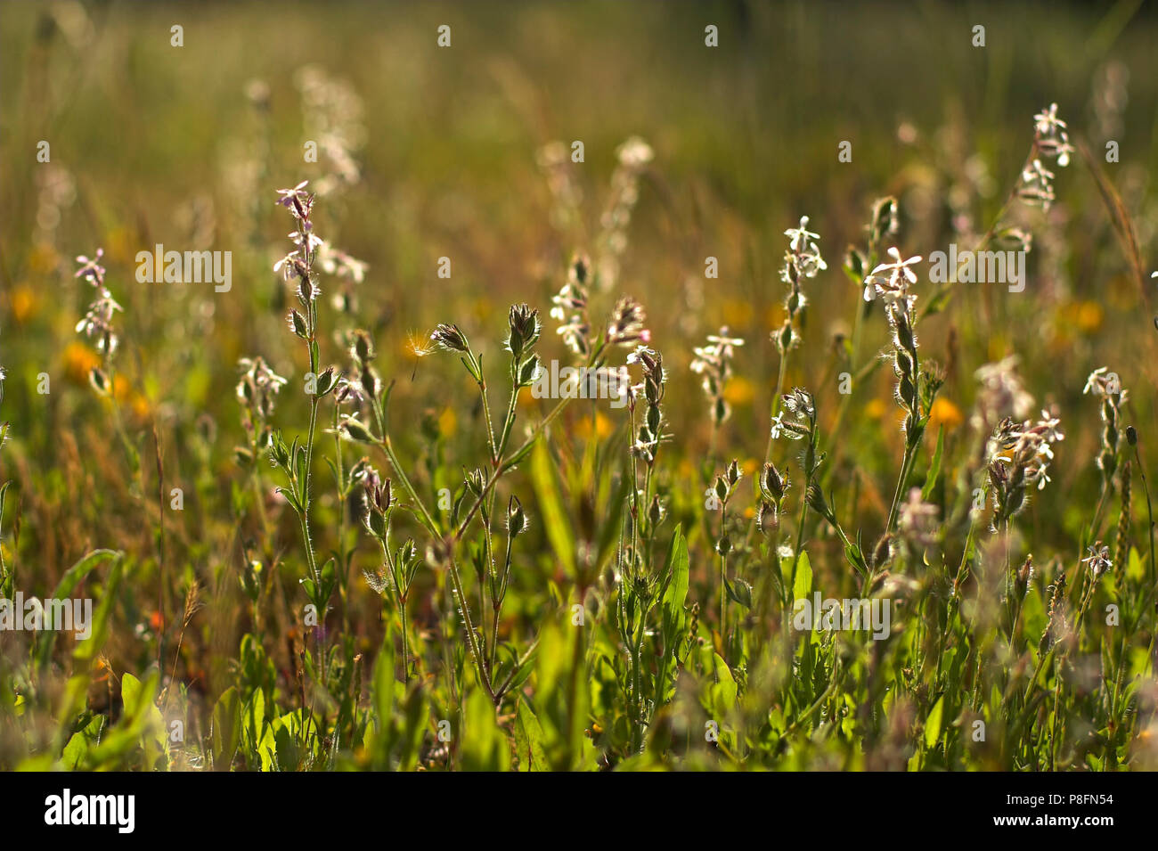 Vivant sauvage hi-res stock photography and images - Alamy