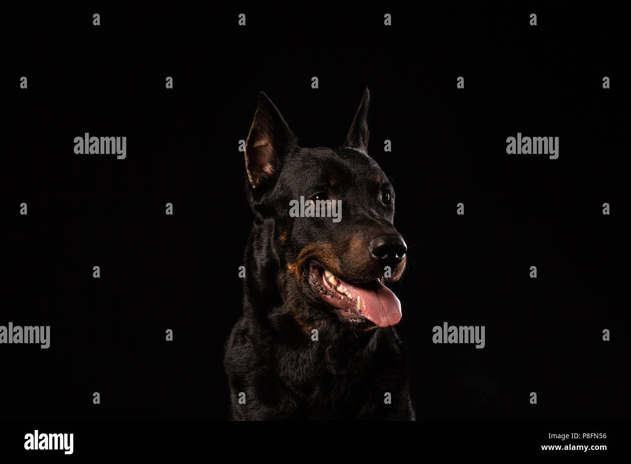 Doberman Pinscher Dog Standing and Looking in front of him on isolated ...