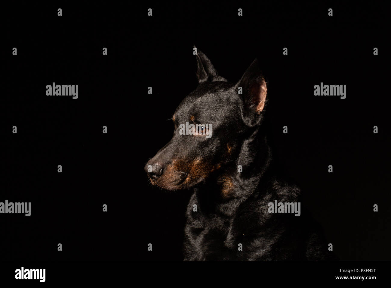 Doberman Pinscher Dog Standing and Looking in front of him on isolated ...