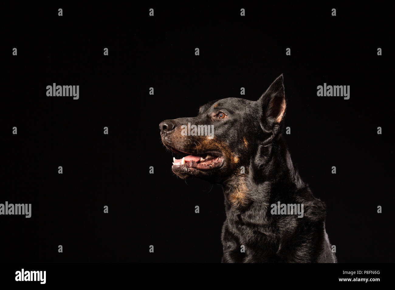 Doberman Pinscher Dog Standing and Looking in front of him on isolated ...
