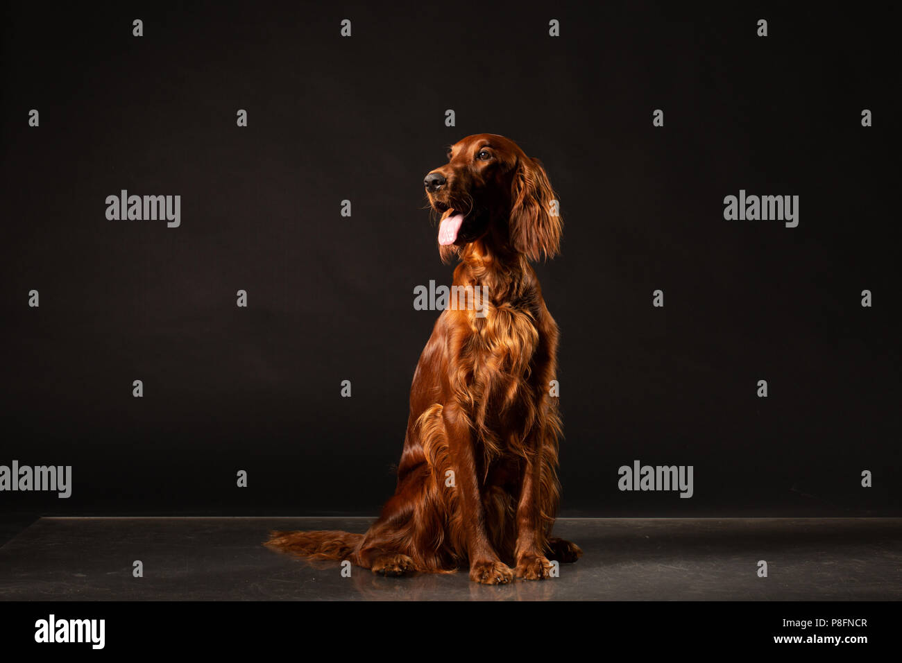 Red setter nose hi-res stock photography and images - Alamy