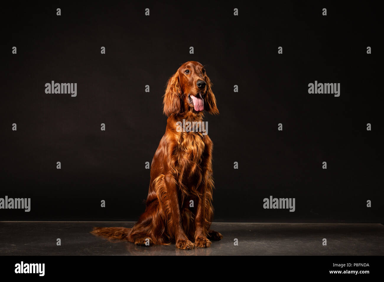 Portrait of red Irish Setter panting on black background .studio shot ...