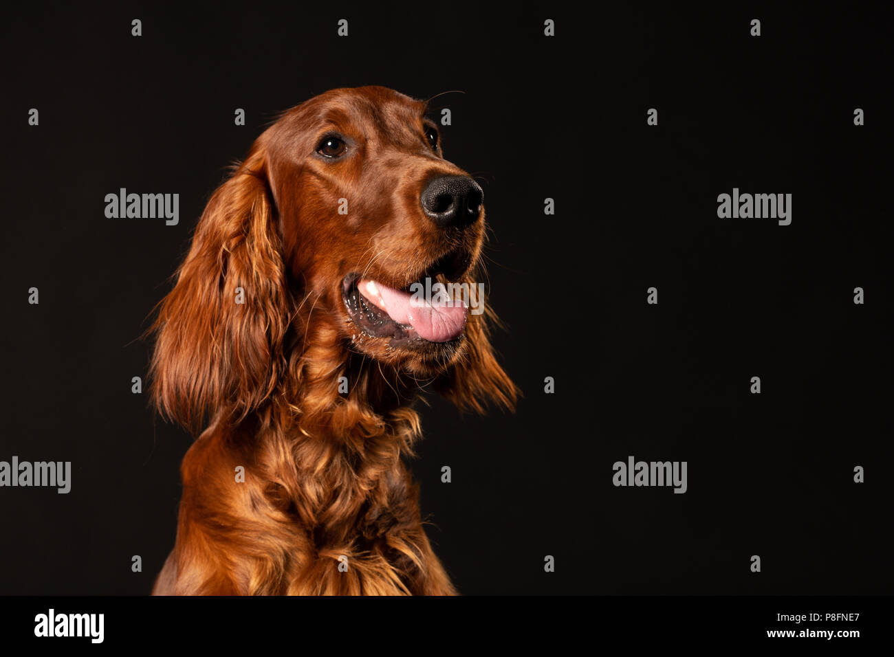 Portrait of red Irish Setter panting on black background .studio shot ...