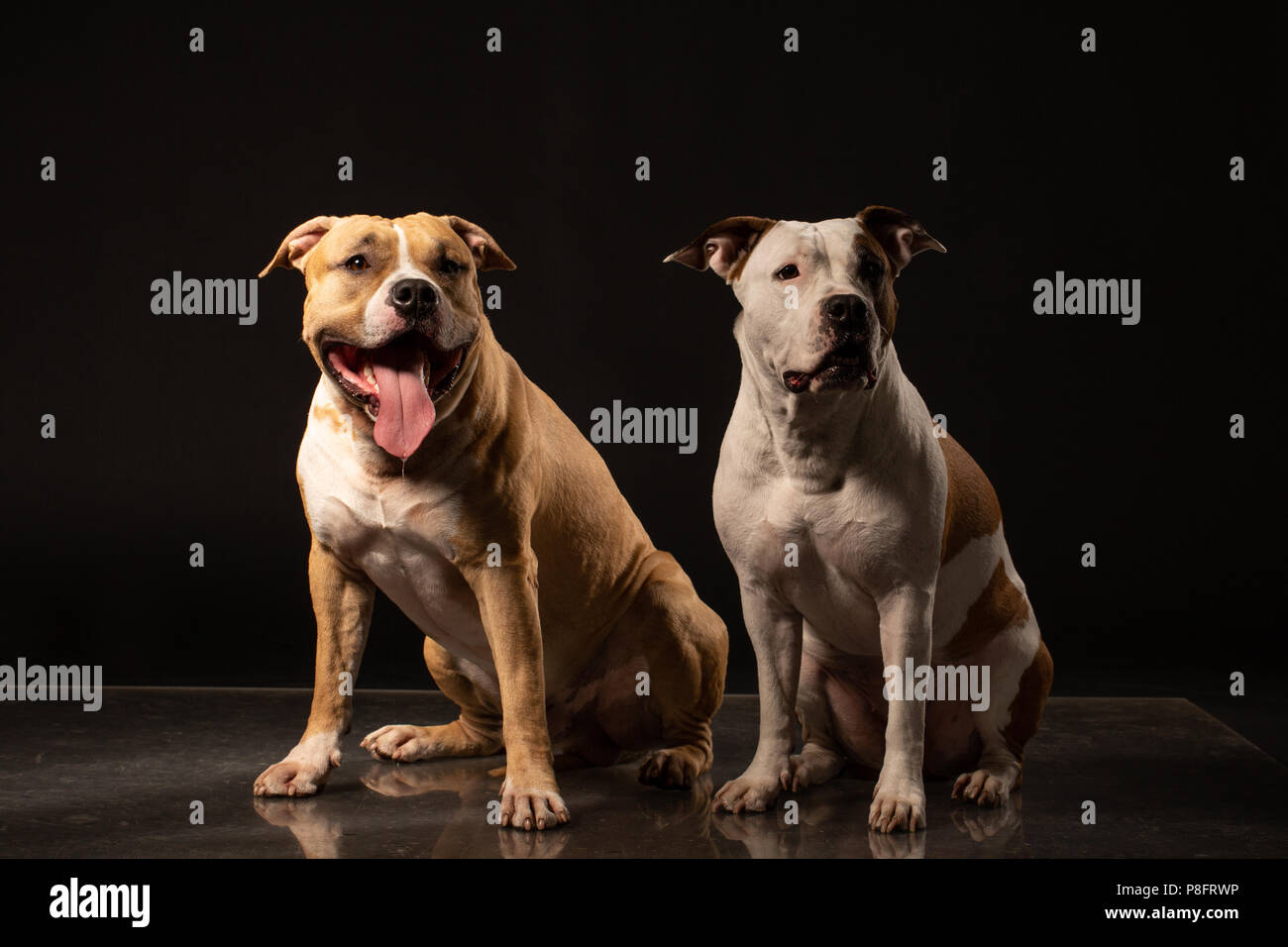 Two American Staffordshire Terrier Dogs Sitting together and touching ...