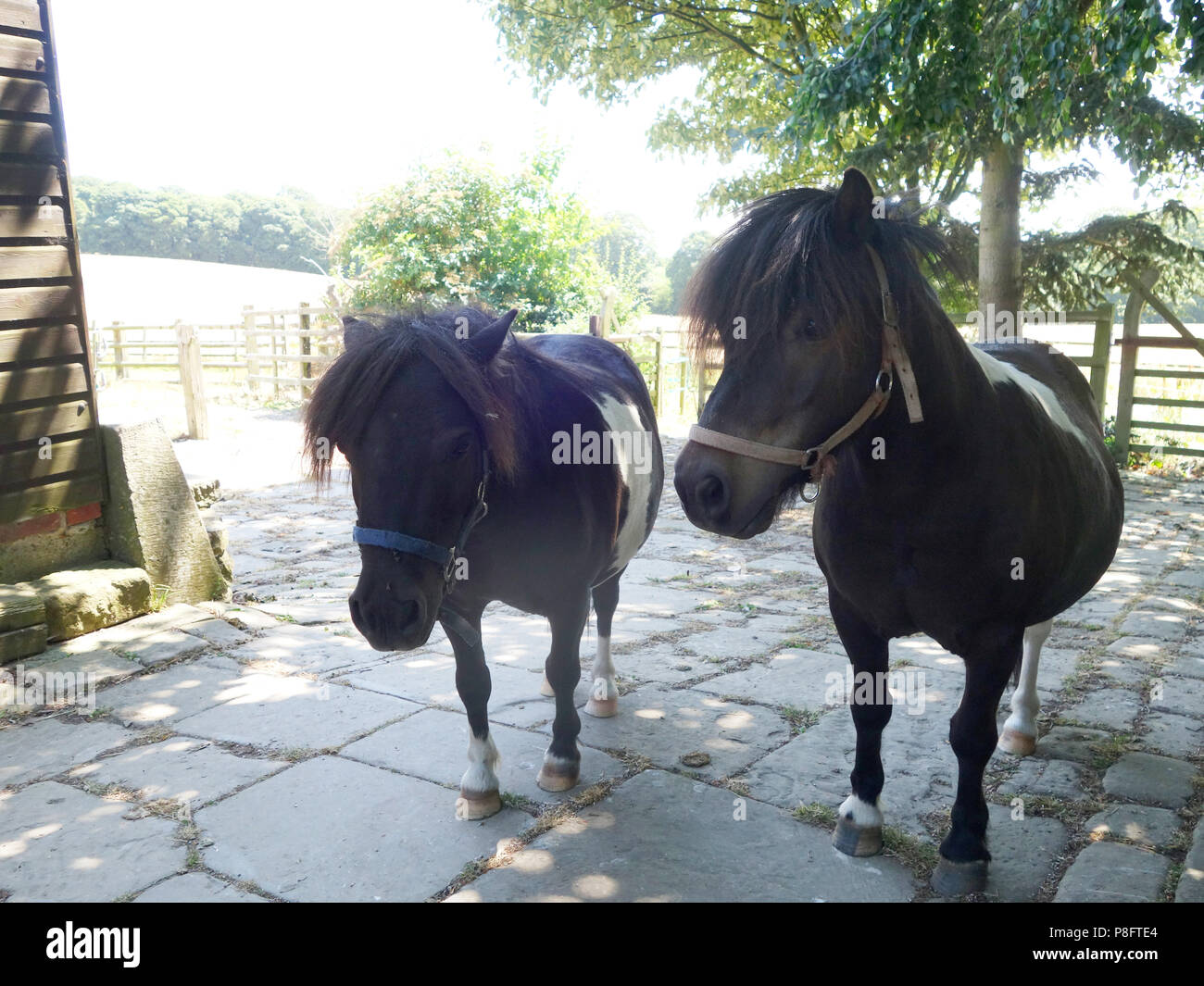 Two Mini Shetland ponies in their stable yard on a hot summers day in ...