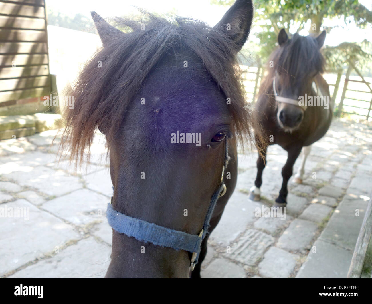 Two Mini Shetland ponies in their stable yard on a hot summers day in ...