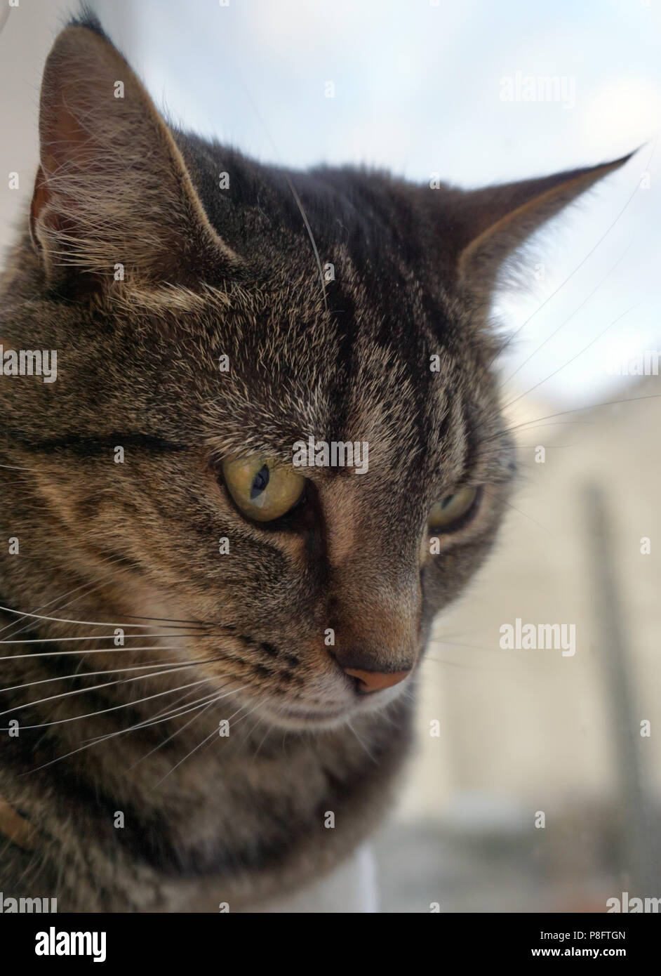 Tabby portrait hi-res stock photography and images - Alamy