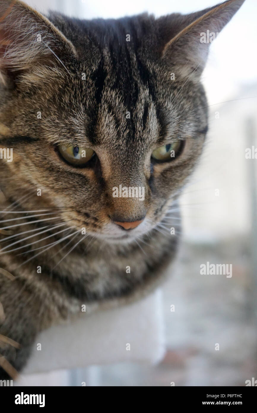 Tabby portrait hi-res stock photography and images - Alamy