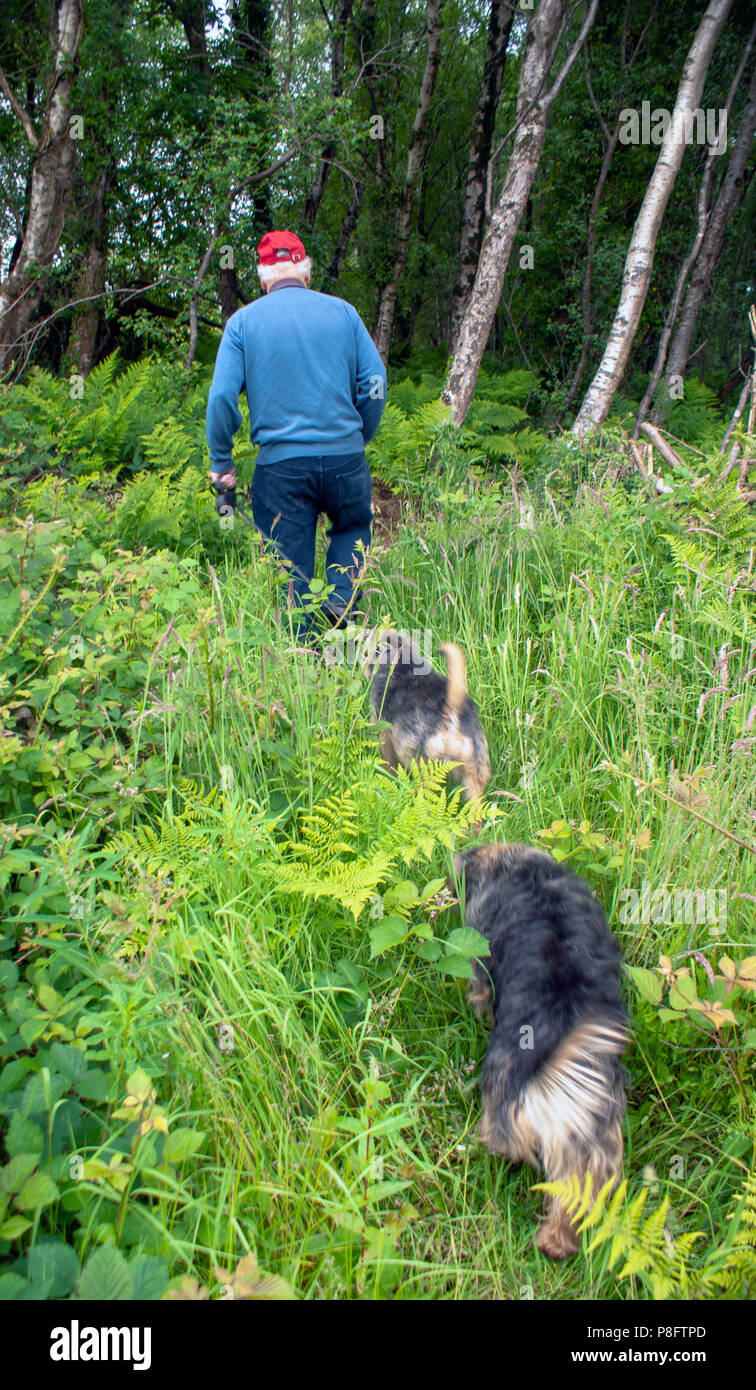 Walking through ferns trees in hi-res stock photography and images - Alamy
