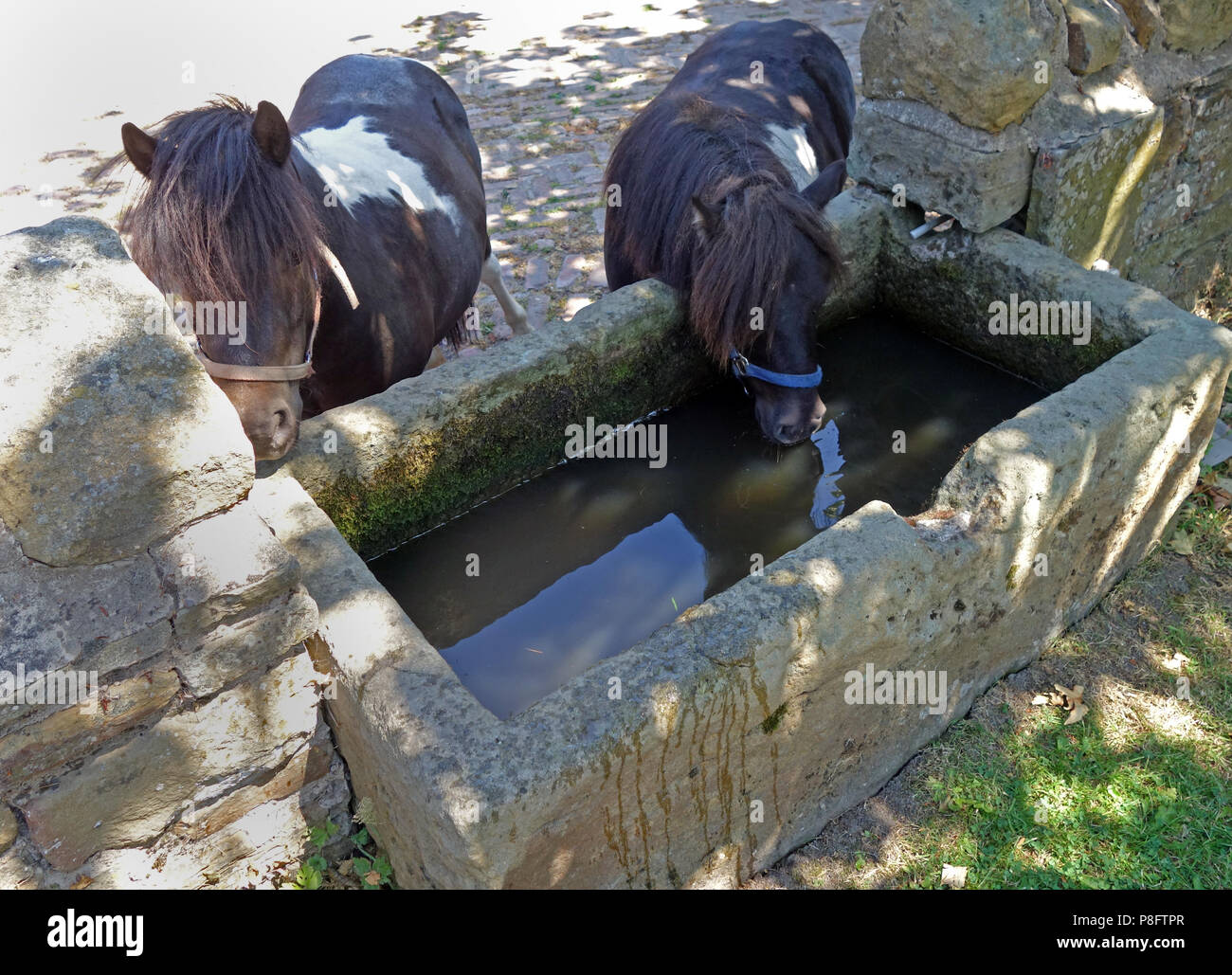 Two Mini Shetland ponies in their stable yard on a hot summers day in ...