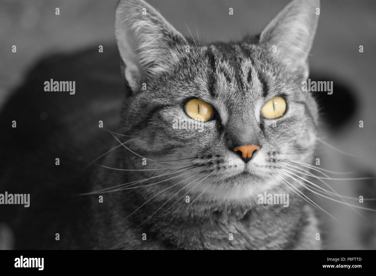 Tabby Cat Portrait Stock Photo - Alamy