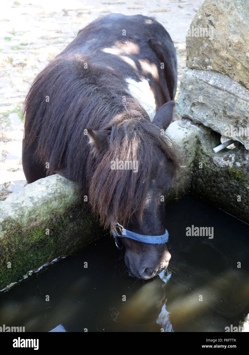 Pony on yard hi-res stock photography and images - Alamy