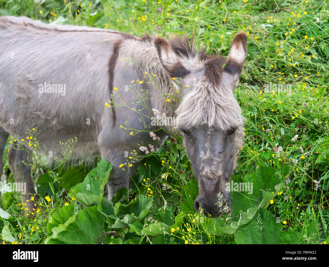 A Lovely Donkey Feeding on a Hillside near Les Lindarets in the French ...