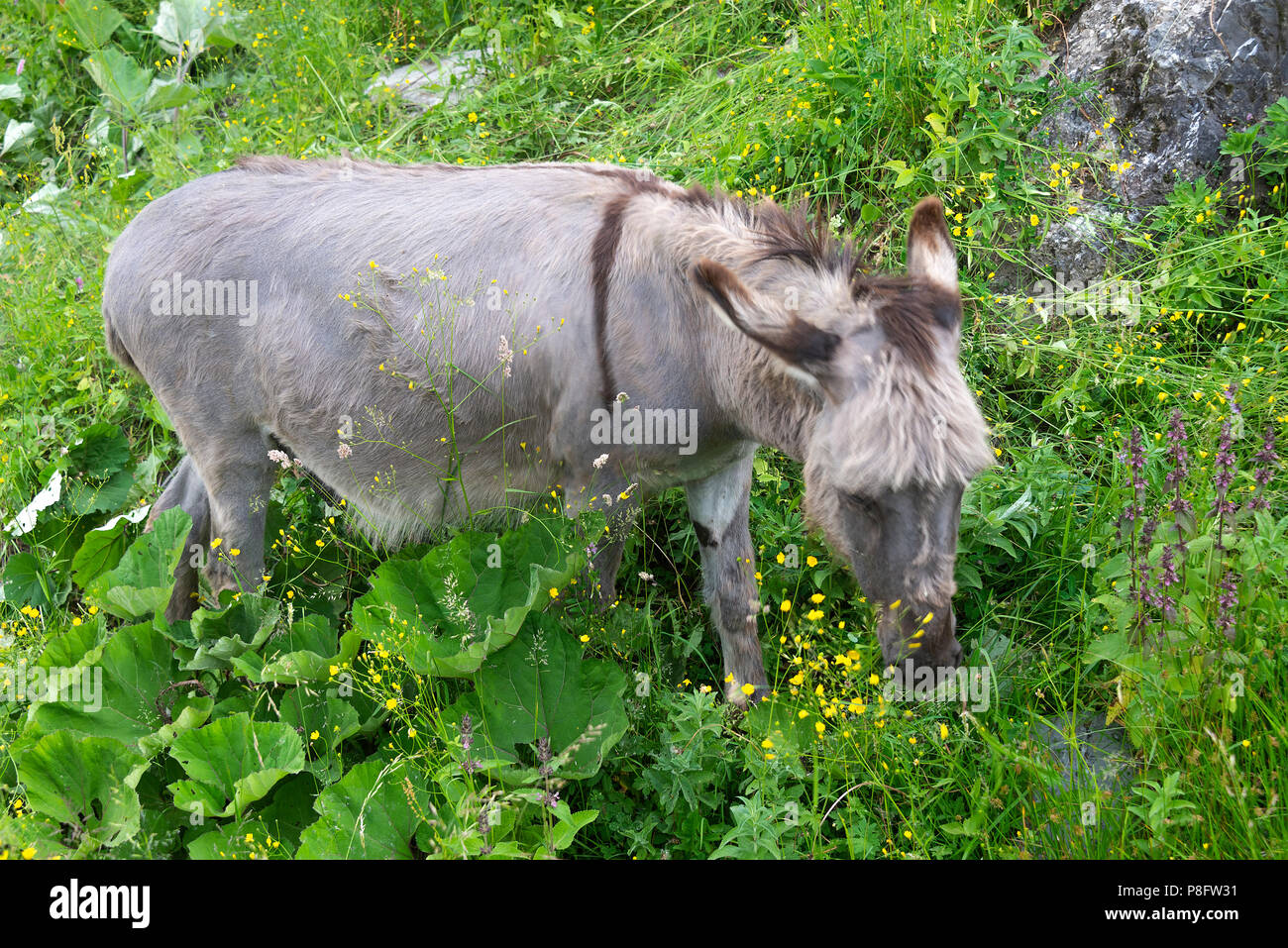 A Lovely Donkey Feeding on a Hillside near Les Lindarets in the French ...