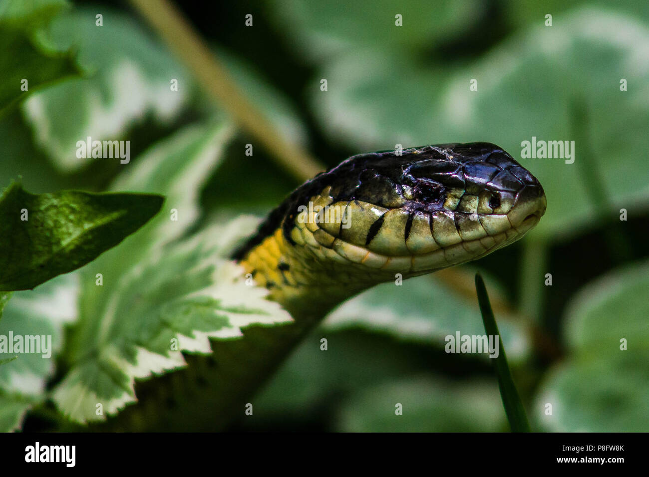 Snake and landscape hi-res stock photography and images - Alamy