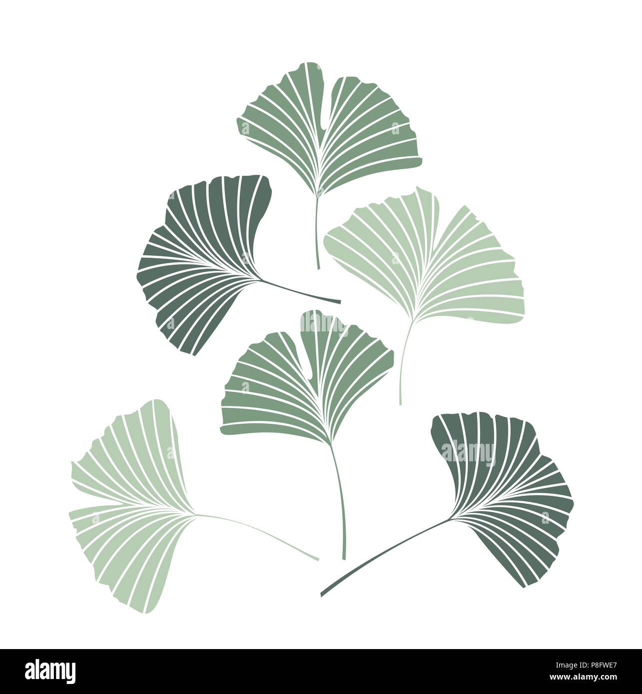 Vector Illustration ginkgo biloba leaves. Nature background with leaves ...
